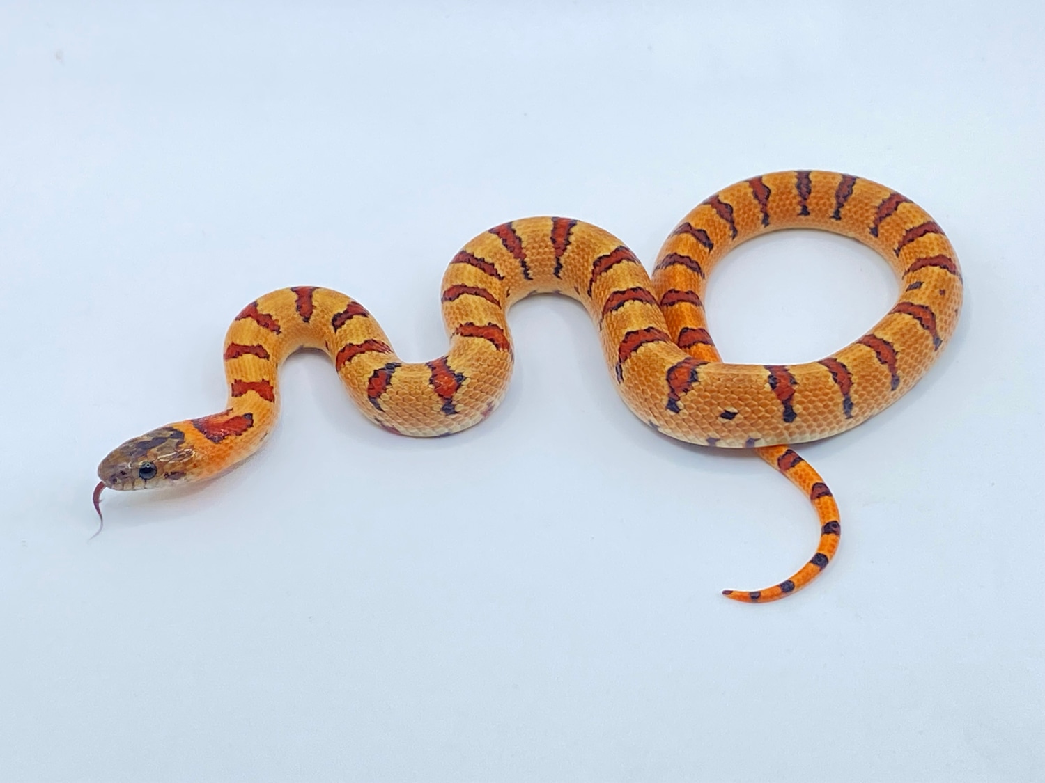 Jag Line X HH Leonis Nuevo Leon Kingsnake by Pets-A-Plenty: The ...