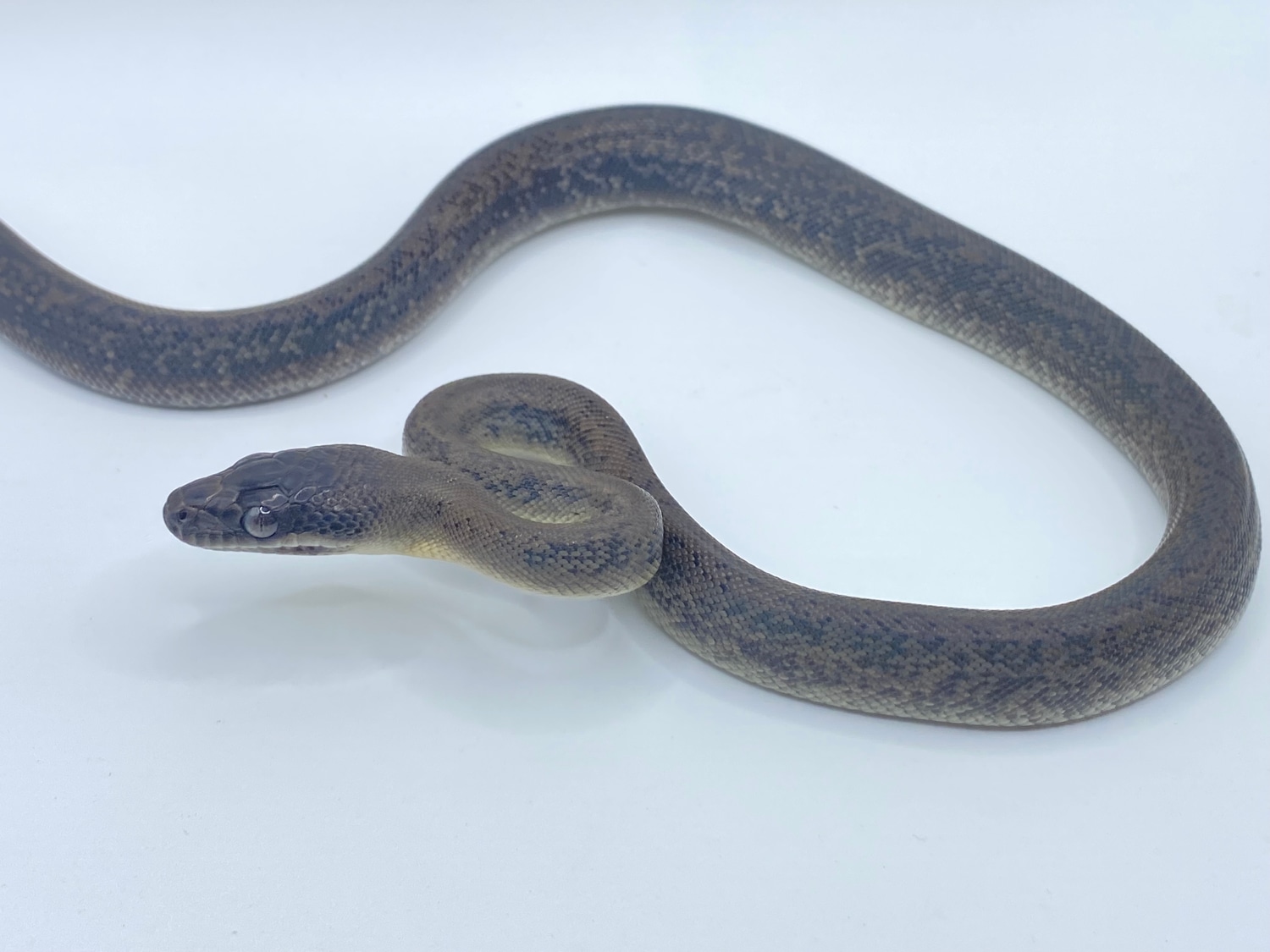 Macklot's Python by Pets-A-Plenty: The Ultimate Reptile Shop - MorphMarket