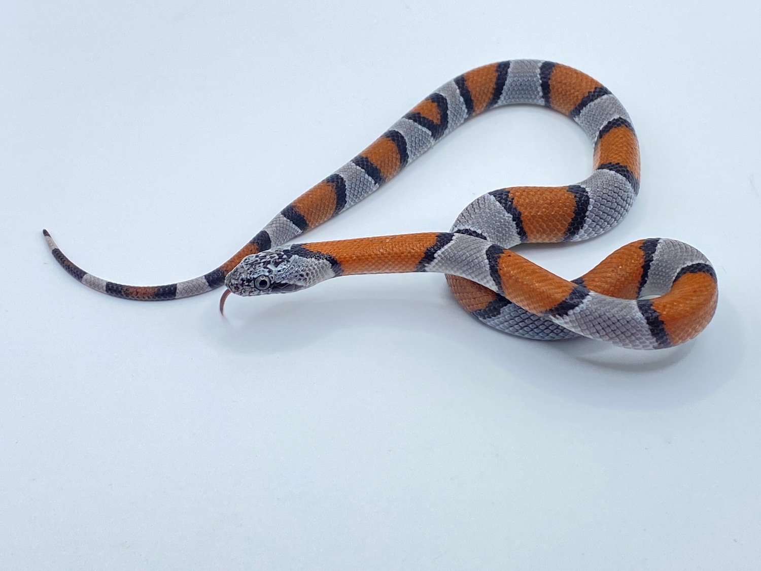 WC X F1 277/Loma Gray-banded Kingsnake by Pets-A-Plenty: The Ultimate ...