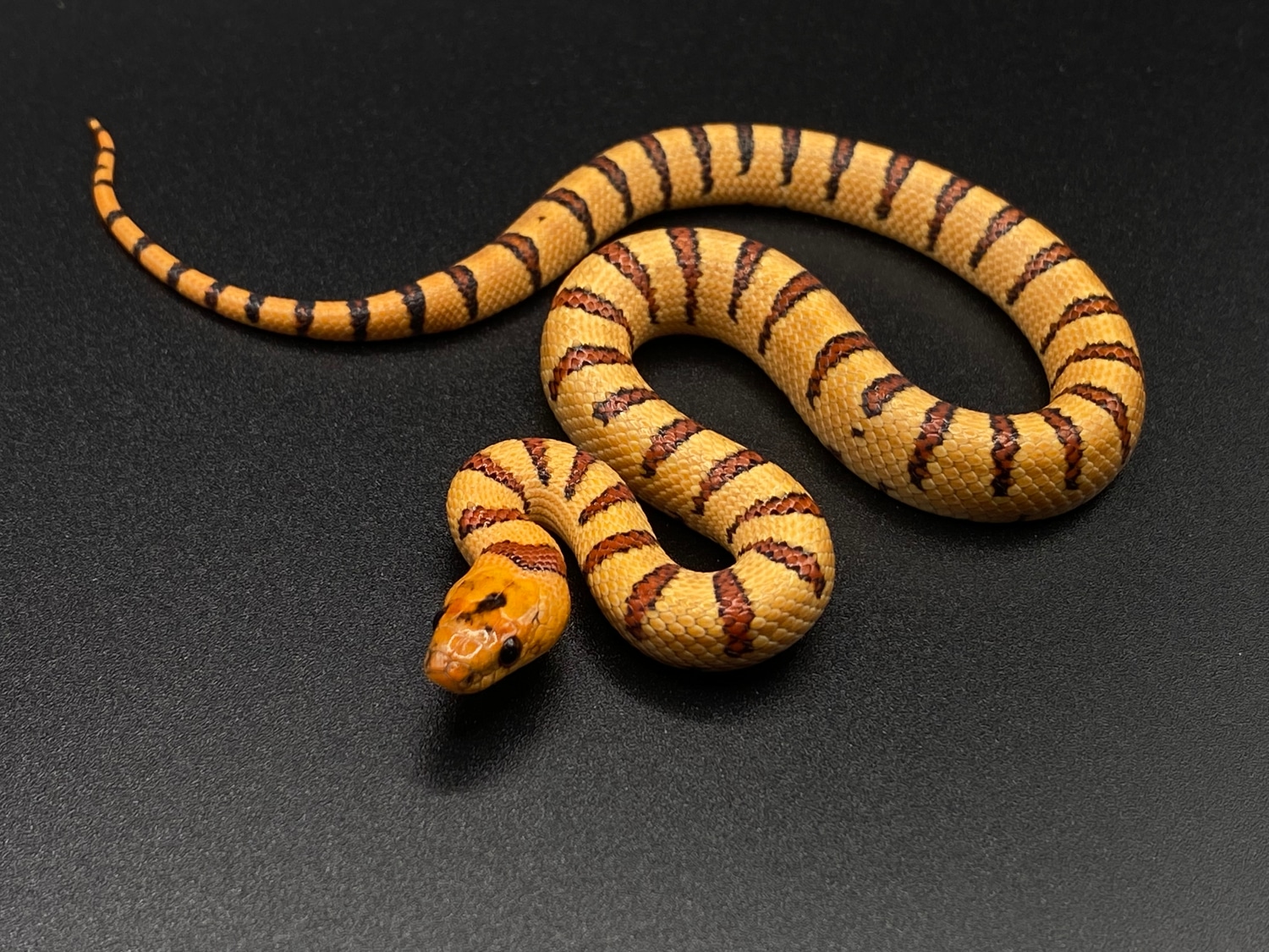 Jag Line X Orange Nuevo Leon Kingsnake by Pets-A-Plenty: The Ultimate ...