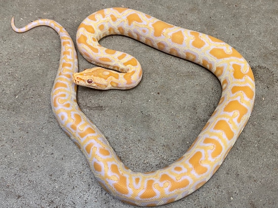 Albino 66% Het Green And Granite Burmese Python by Pets-A-Plenty: The ...