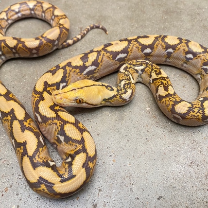 Pets-A-Plenty: The Ultimate Reptile Shop - MorphMarket