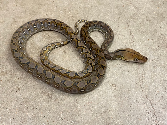75% Kalatoa Superdwarf Reticulated Python by Pets-A-Plenty: The ...