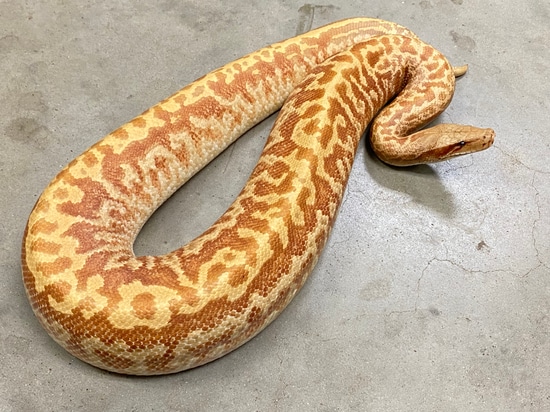 Albino T+ Batik Blood Python by Pets-A-Plenty: The Ultimate Reptile Shop