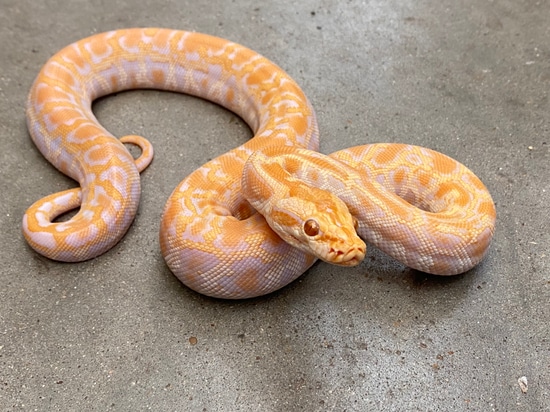 Albino 66% Green 66% Granite Burmese Python by Pets-A-Plenty: The ...