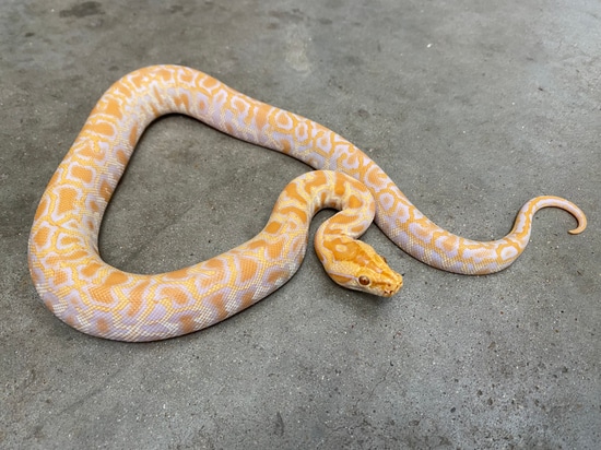 Albino 66% Green 66% Granite Burmese Python by Pets-A-Plenty: The ...