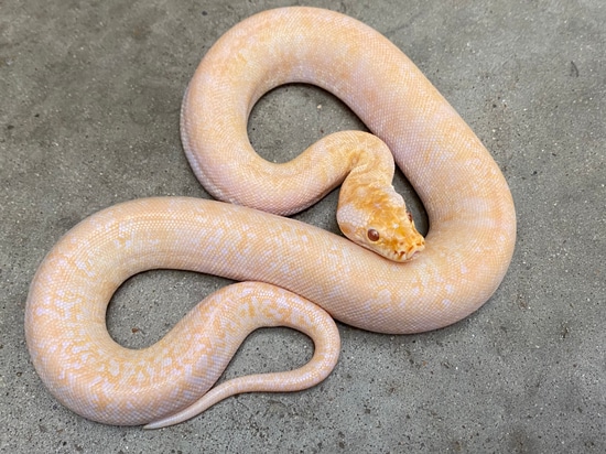 Albino Granite 50% Green Burmese Python by Pets-A-Plenty: The Ultimate ...