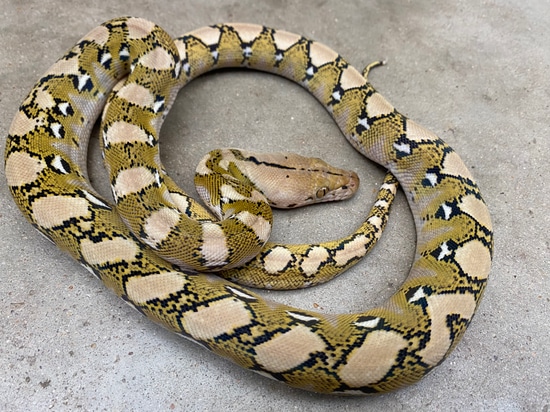 Lemonglow Graniteback Reticulated Python by Pets-A-Plenty: The Ultimate ...