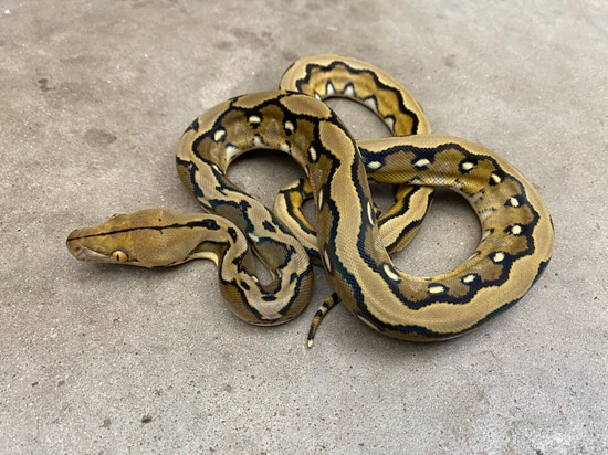 Sunfire Double Het Purple GS Reticulated Python by Pets-A-Plenty: The ...