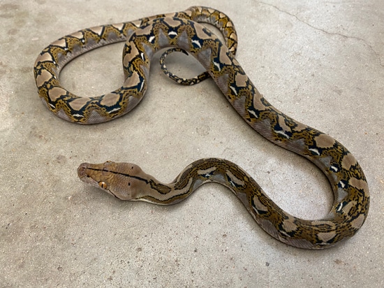 Graniteback Reticulated Python by Pets-A-Plenty: The Ultimate Reptile Shop