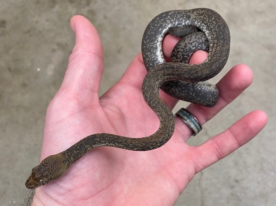 Macklot’s Macklot's Python by Pets-A-Plenty: The Ultimate Reptile Shop