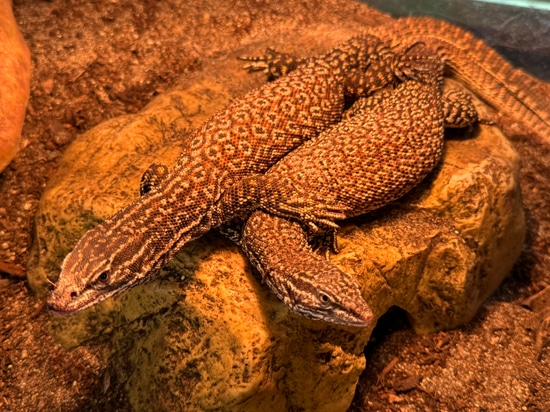 1.1 Reds Ackie Monitor by Pets-A-Plenty: The Ultimate Reptile Shop