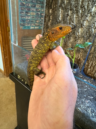 Caiman Lizard by Pets-A-Plenty: The Ultimate Reptile Shop
