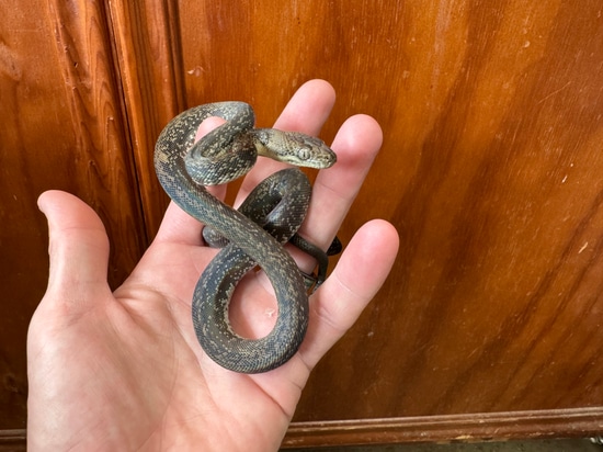 Macklot’s Macklot's Python by Pets-A-Plenty: The Ultimate Reptile Shop