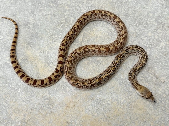Mid-high Forks Sonoran Gopher Snake by Pets-A-Plenty: The Ultimate ...