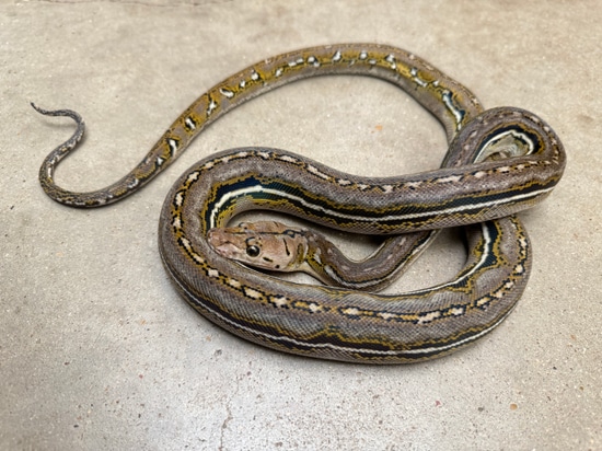 Anthrax Reticulated Python by Pets-A-Plenty: The Ultimate Reptile Shop