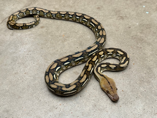 Graniteback Tiger Reticulated Python by Pets-A-Plenty: The Ultimate ...