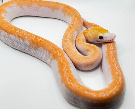 Albino Pied Reticulated Python by Pets-A-Plenty: The Ultimate Reptile Shop