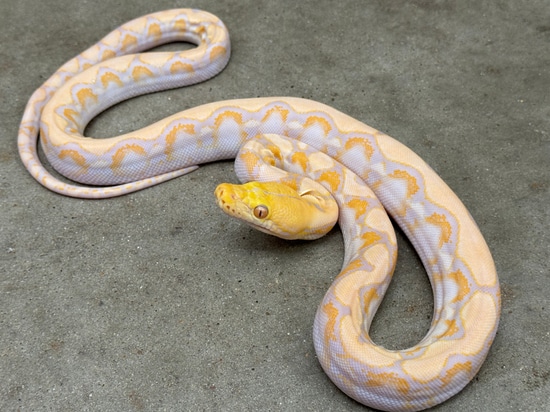 Albino 66% Het Pied Reticulated Python by Pets-A-Plenty: The Ultimate ...