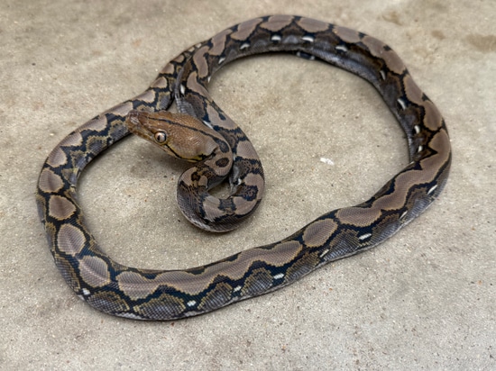 Normal 66% Het Pied 66% Het Albino Reticulated Python by Pets-A-Plenty ...