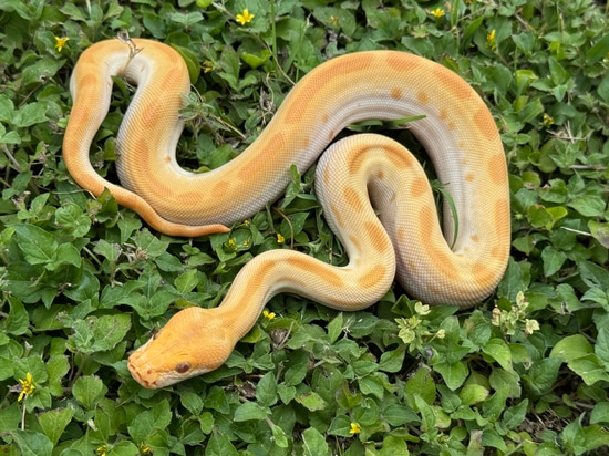 Albino Green Het Labyrinth Burmese Python by Pets-A-Plenty: The ...