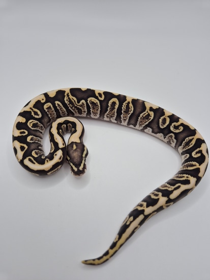 Phantom Spotnose GHI Het Clown Ball Python by UluSnakes