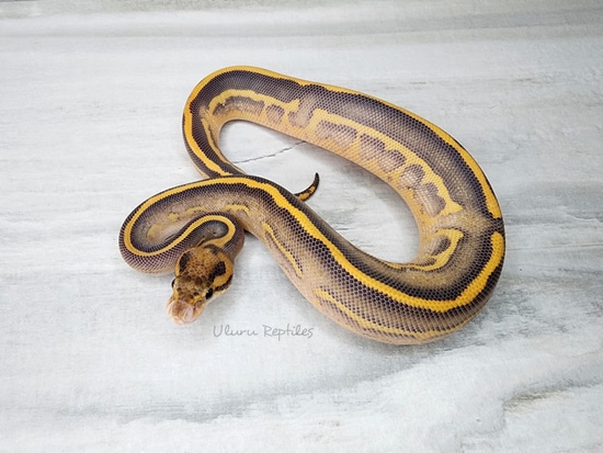 Leopard Highway Ball Python by Uluru Reptiles
