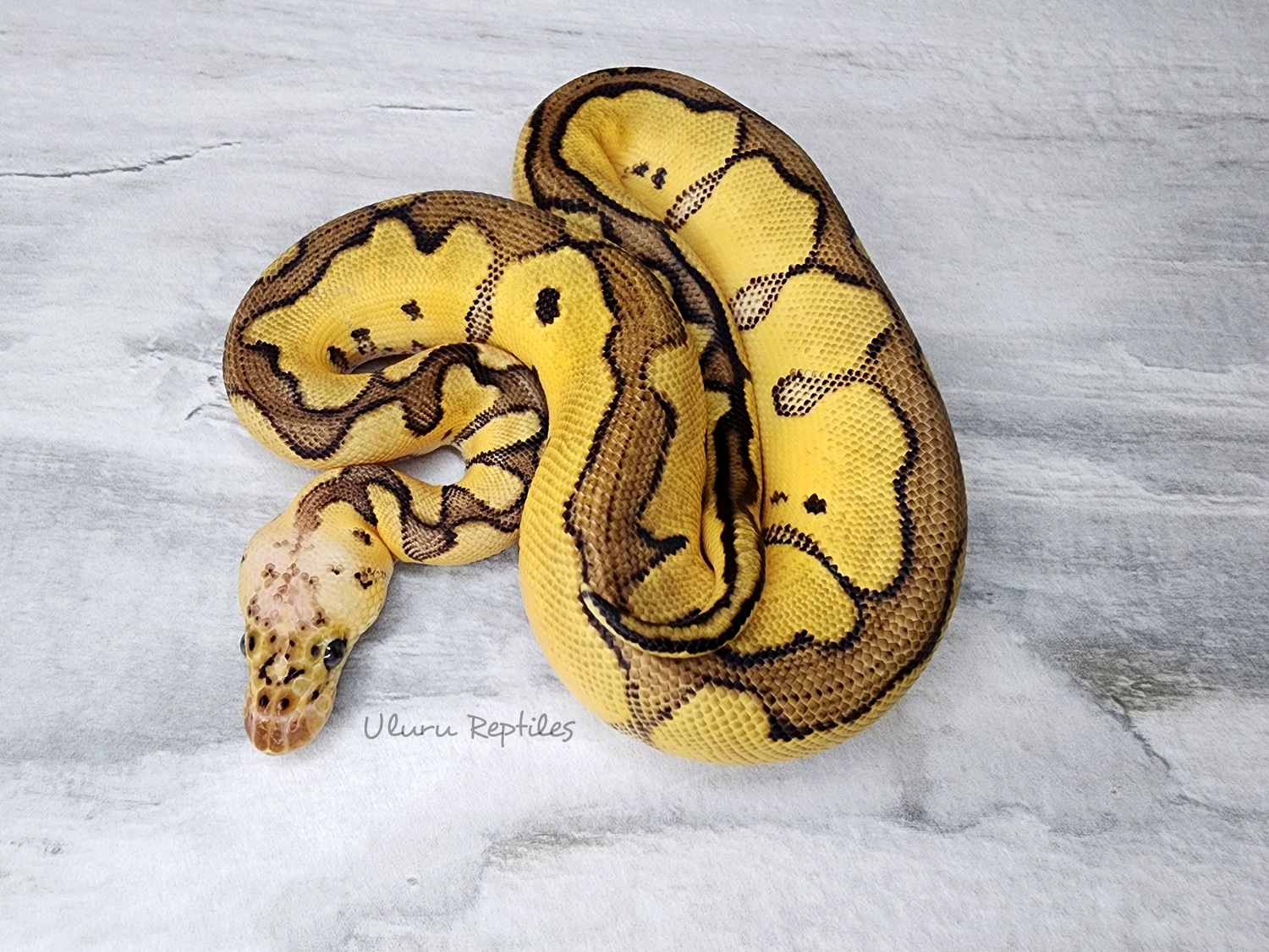 Pastel Clown Ball Python by Uluru Reptiles - MorphMarket