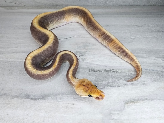 Black Pastel Champagne Ghi Het Ghost Ball Python by Uluru Reptiles