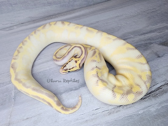 Freeway Enchi Pastel Ball Python by Uluru Reptiles