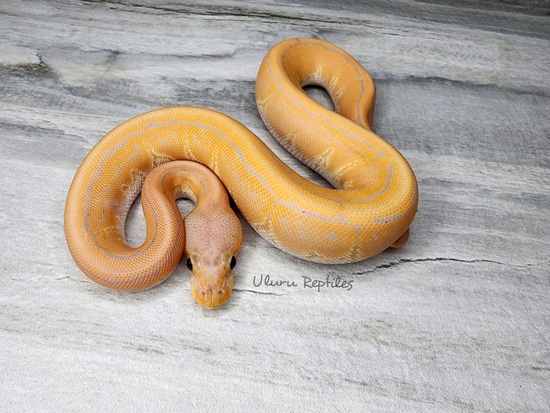 Cinnamon Banana Pinstripe Ball Python by Uluru Reptiles