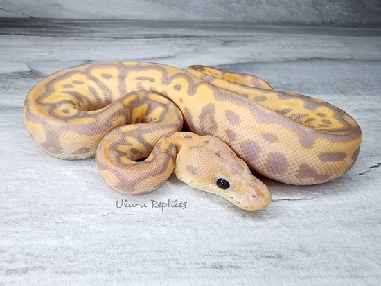 Cinnamon Spotnose Banana Clown Ball Python by Uluru Reptiles