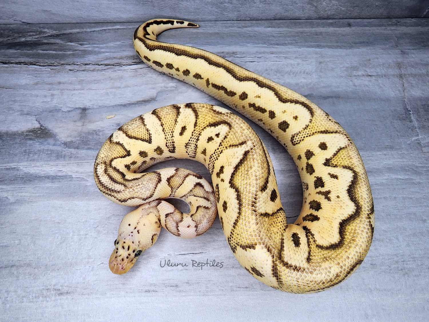 Firefly Clown Ball Python by Uluru Reptiles - MorphMarket