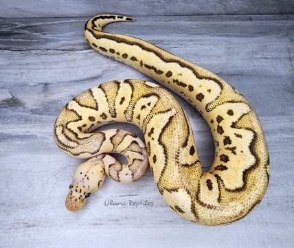Pastel Clown Ball Python by Uluru Reptiles - MorphMarket