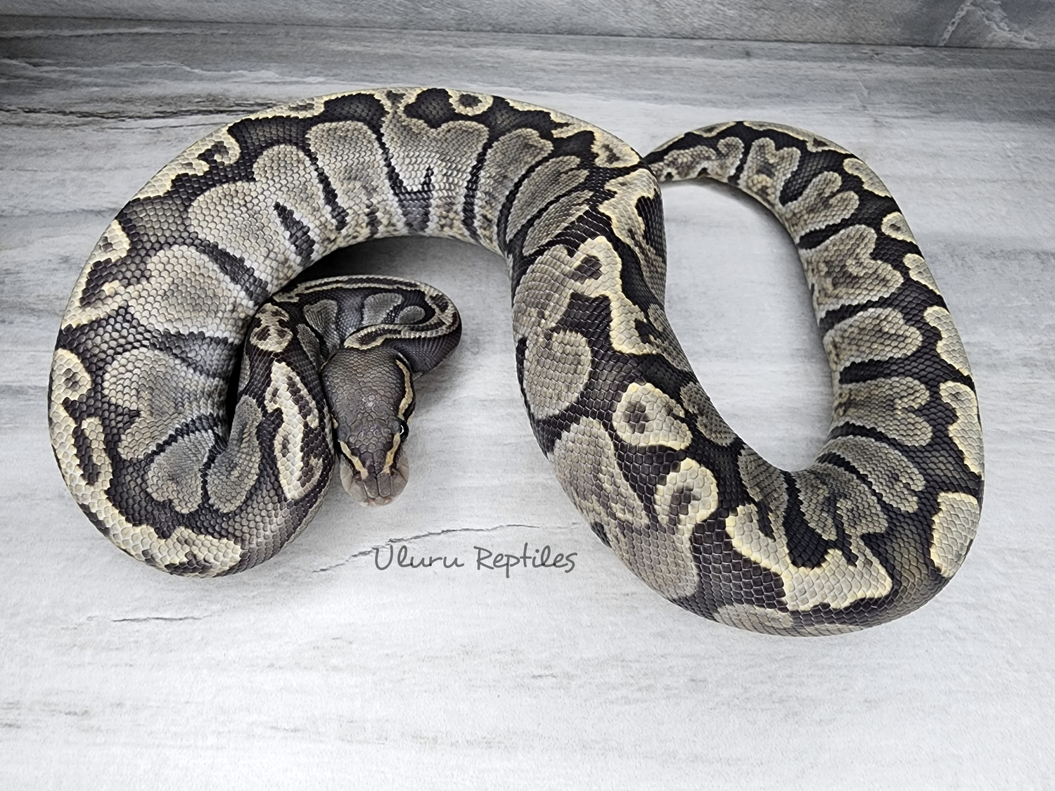 Ghi Ghost Ball Python by Uluru Reptiles - MorphMarket