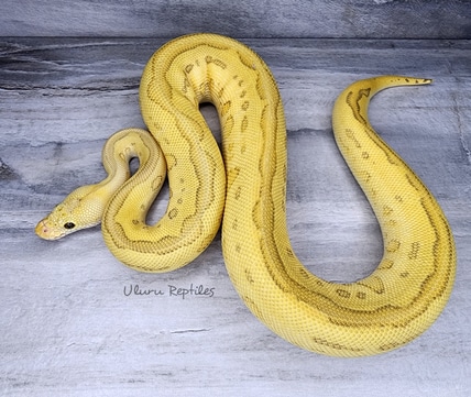 Champagne Leopard Ghost Ball Python by Uluru Reptiles - MorphMarket