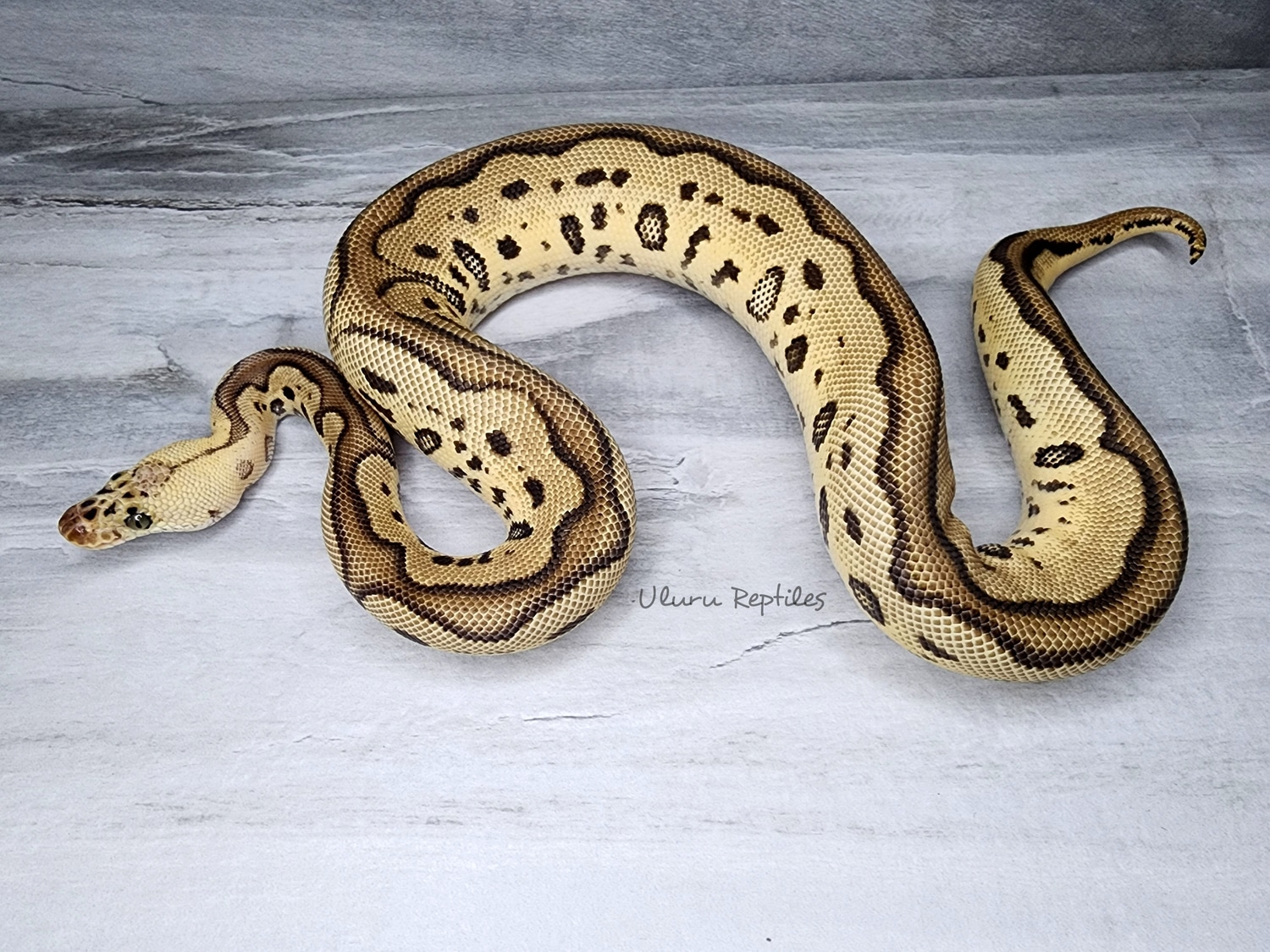 Pastel Leopard Clown Ball Python by Uluru Reptiles - MorphMarket