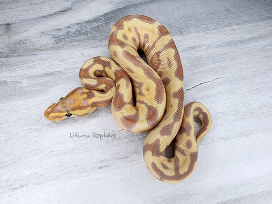 Banana Leopard Enchi Ball Python by Uluru Reptiles
