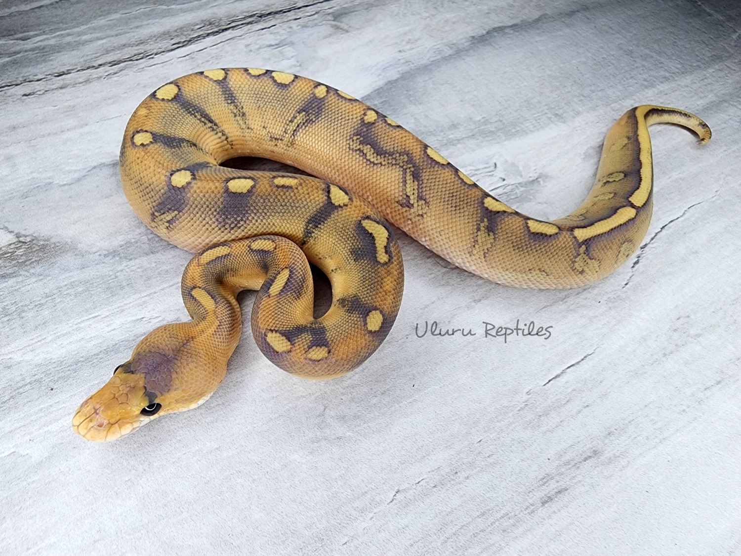 Champagne Leopard Ghost Ball Python by Uluru Reptiles - MorphMarket