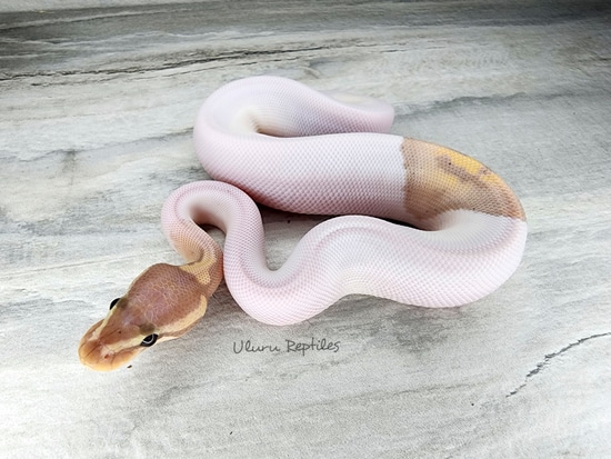 Banana Pied Ball Python by Uluru Reptiles