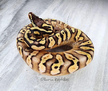 Champagne Leopard Ghost Ball Python by Uluru Reptiles - MorphMarket