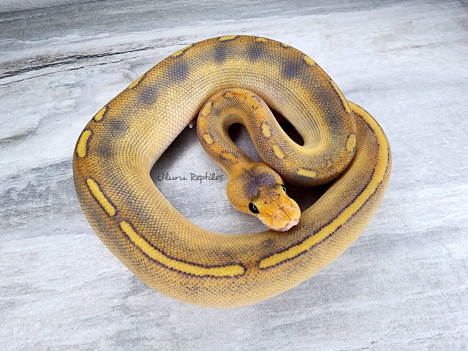 Champagne Ghost Ball Python by Uluru Reptiles - MorphMarket