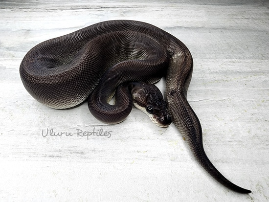 Super Cinnamon Ball Python by Uluru Reptiles