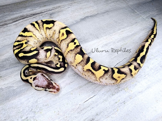 Pastel Super Asphalt Ball Python by Uluru Reptiles