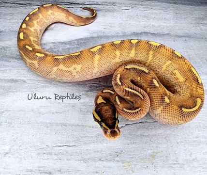 Champagne Leopard Ghost Ball Python by Uluru Reptiles - MorphMarket