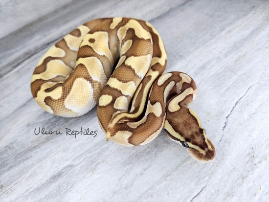 Pair Het Sunset Ball Python by Uluru Reptiles