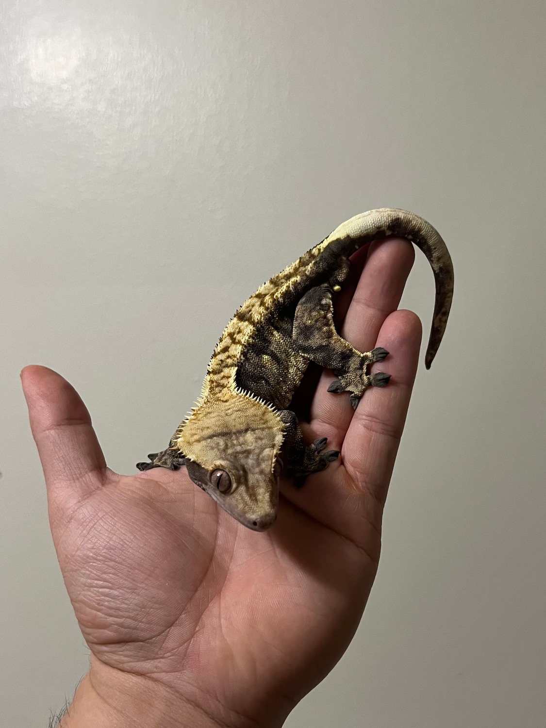 RTB Extreme Harlequin Lavender Base Crested Gecko by Dangling Geckos ...