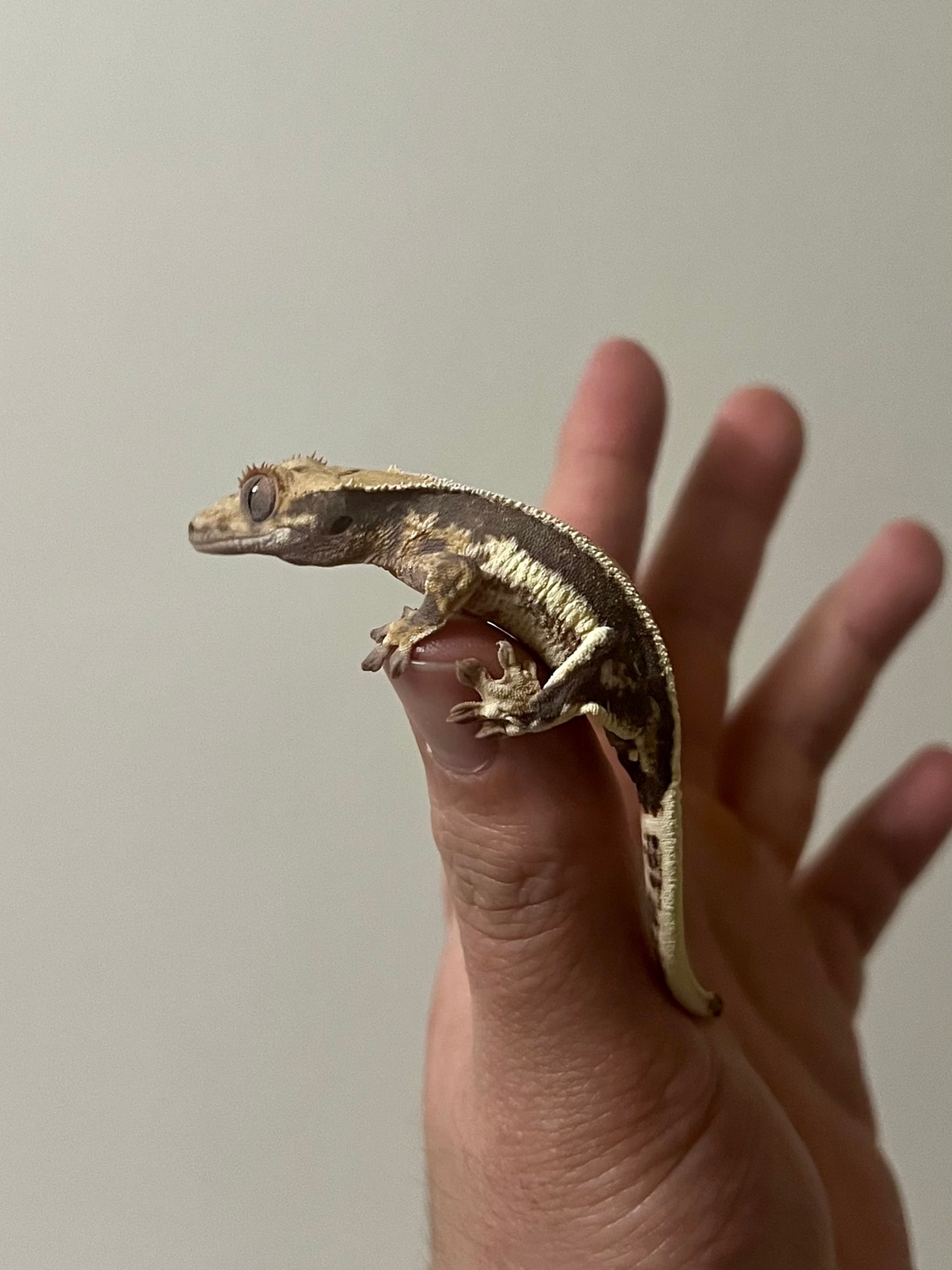 Lilly White Baby 9 Crested Gecko by Dangling Geckos - MorphMarket