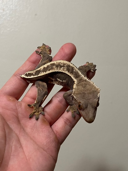Frogbutt Male Full Pin Crested Gecko by Dangling Geckos