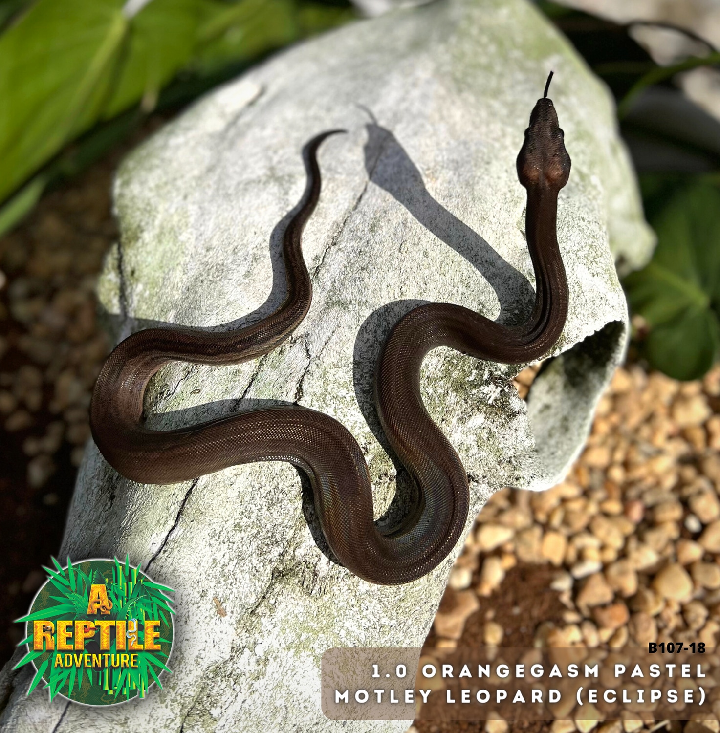 Orangasm Pastel Pos Jungle ECLIPSE Boa Constrictor by A Reptile ...